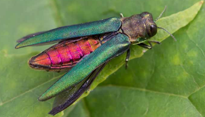 One of North America s most destructive bugs arrives in Oregon